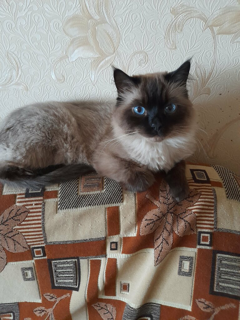 Pet otel Zoohotel Pushok, Astrahan, foto