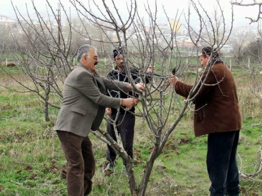 Tarım firmaları Güven Fidancılık, Bandırma, foto