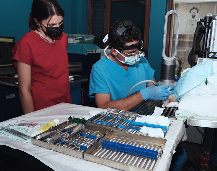 Veteriner klinikleri Vetdent İstanbul, İstanbul, foto