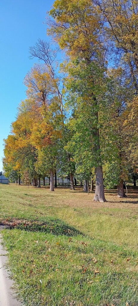 Kültür ve eğlence parkları памятник природы Роща Треугольная, Korenovsk, foto