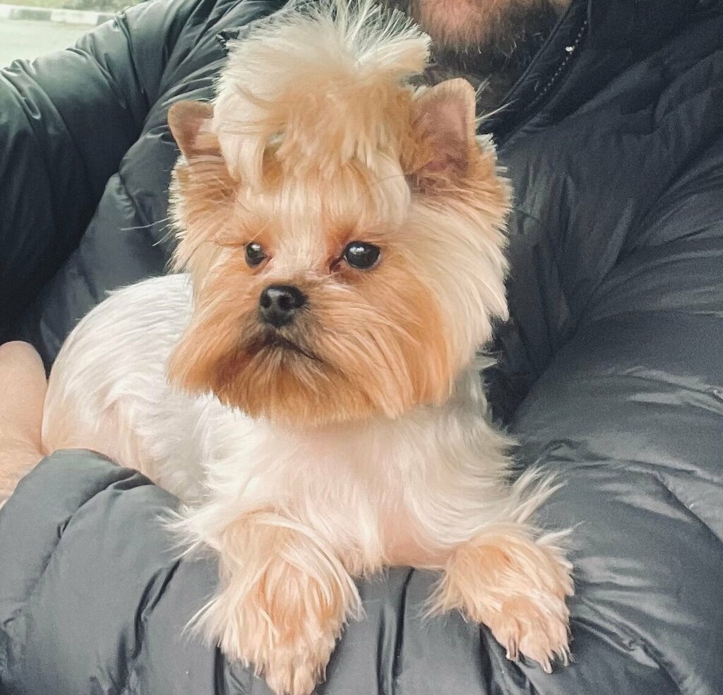 Evcil hayvan kuaförleri Гламур, Omsk, foto