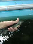 Kostanay Sturgeon (Semın kóshesі No:11/10, Tobyl), balık çiftçiliği ve toptancıları  Kostanay eyaletinden