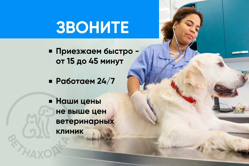 Veteriner klinikleri ВетНаходка, Krasnoznamensk, foto