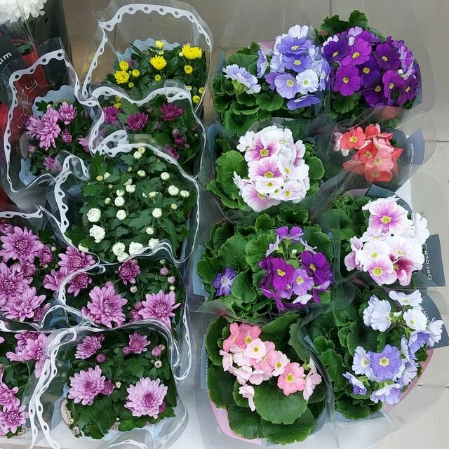 Çiçekçiler Gulder Alemi, Jezkazgan, foto