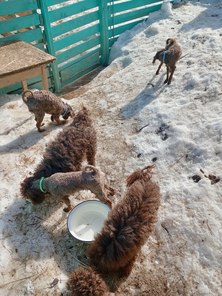 Pet otel Кошкина Усадьба, Moskova ve Moskovskaya oblastı, foto