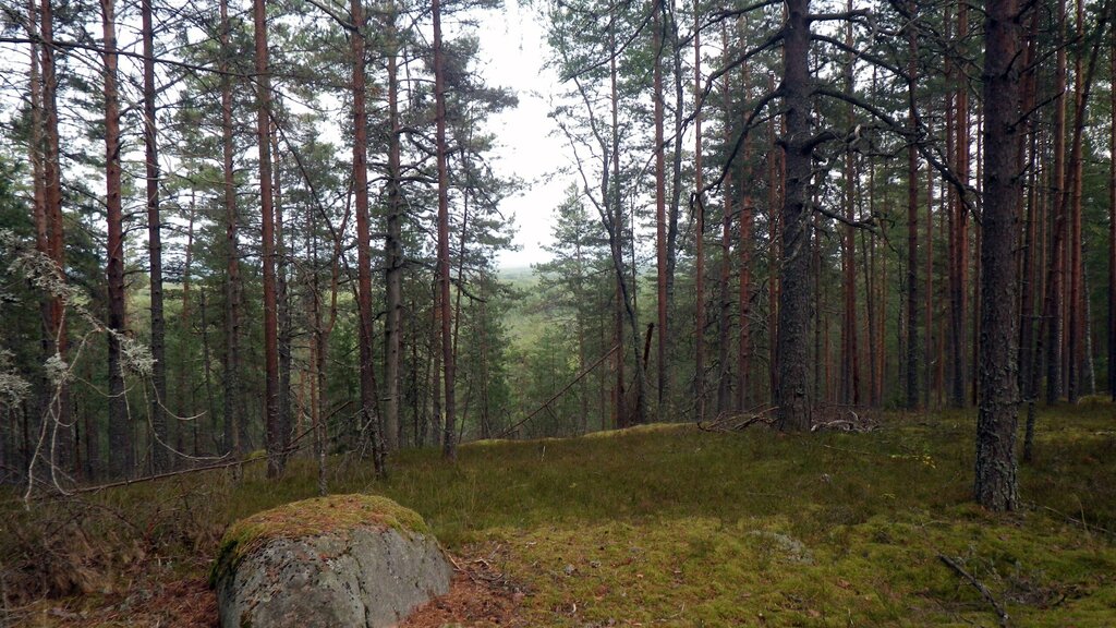 Dağ zirvesi Жужова гора, Pskovskaya oblastı, foto