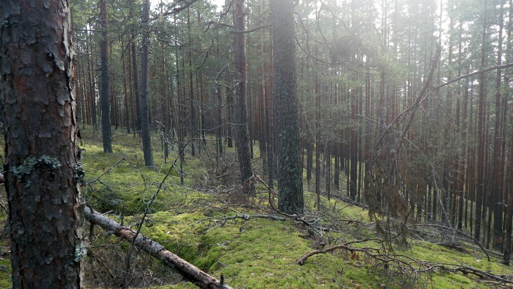 Dağ zirvesi Жужова гора, Pskovskaya oblastı, foto