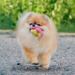 Magic Pompon (10-ya doroga No:38, gorodskoy posyolok Krasny Bor), evcil hayvan yetiştiricileri  Saint‑Petersburg ve Leningradskaya oblastından