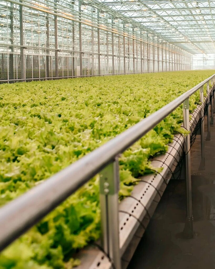 Seracılık Обской, Novosibirskaya oblastı, foto