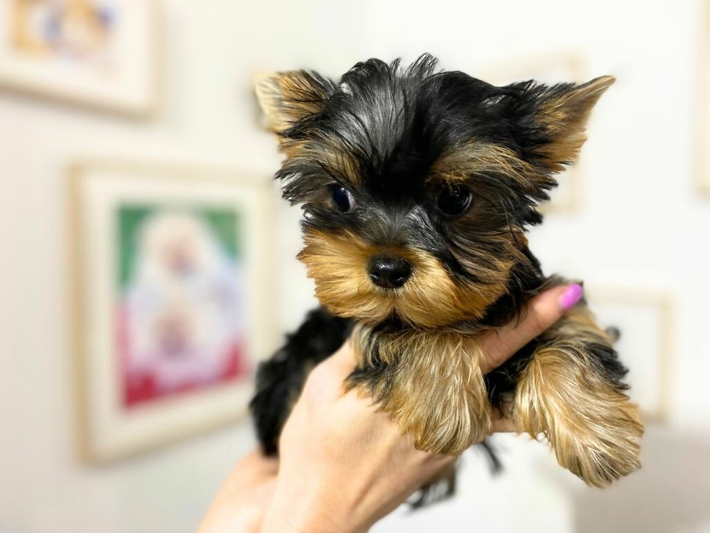 Evcil hayvan yetiştiricileri Yorkshire-Terrier-Puppy, Saint‑Petersburg, foto