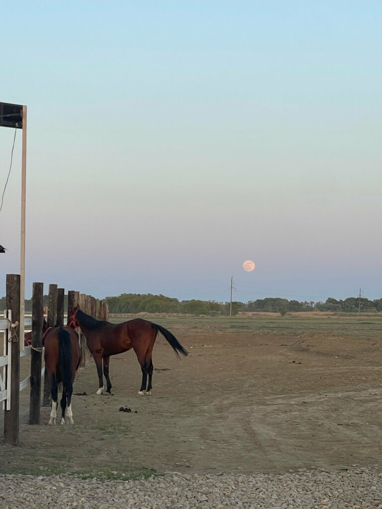 At ve binicilik kulüpleri Конный клуб, Dağıstan, foto