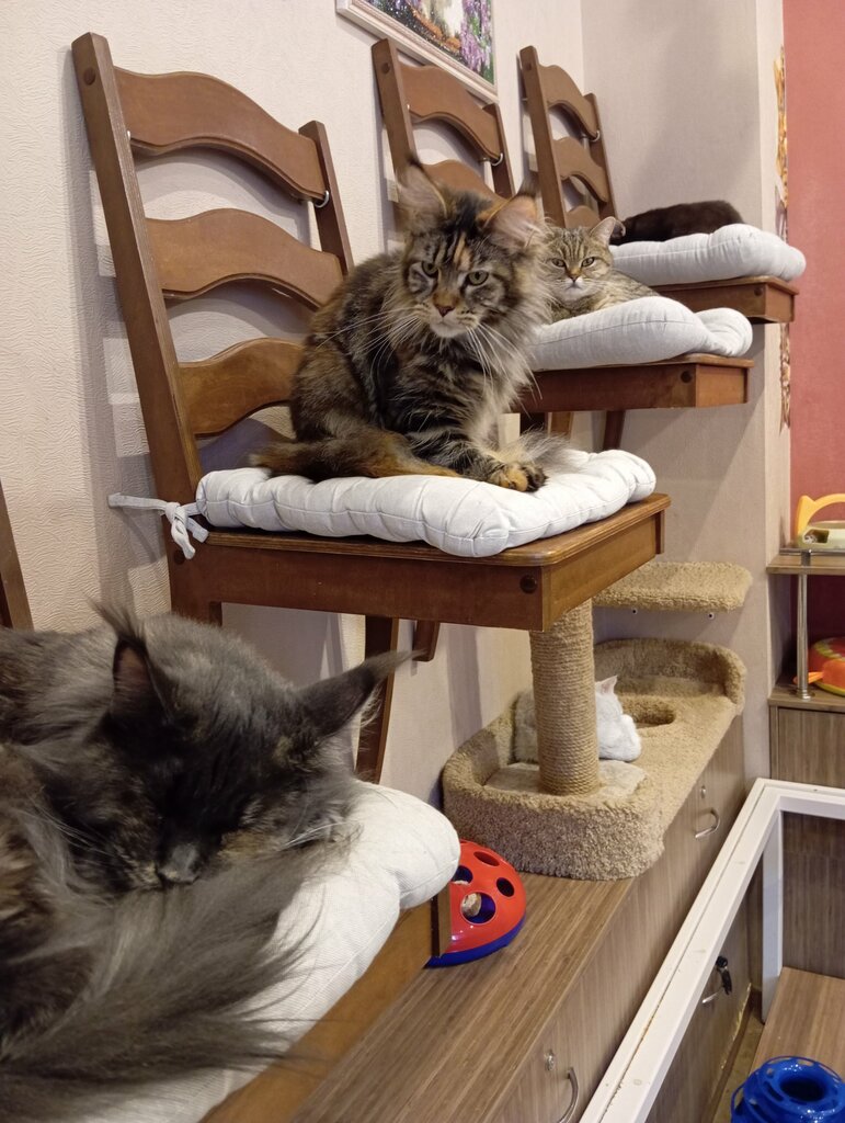 Antikafe Котоместо, Arhangelsk, foto