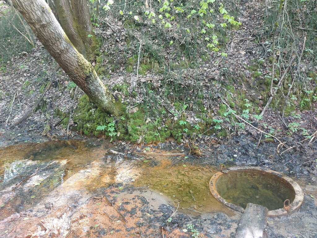 Pınar, çay Святой источник Прощенный Колодезь, Riazanskaya oblastı, foto