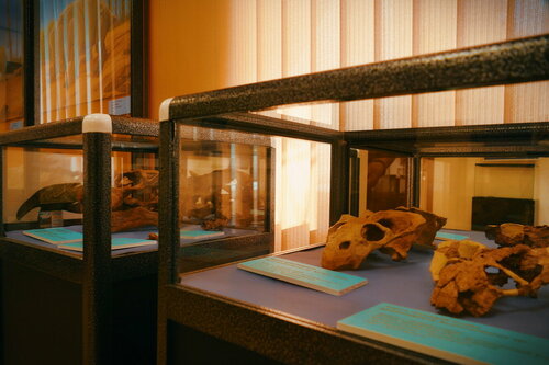 Müzeler ve sanat galerileri Kotelnichsky Paleontological Museum, Kotelnich, foto