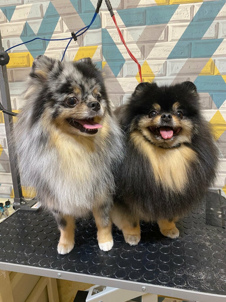 Evcil hayvan kuaförleri Домашний грумер, Odintsovo, foto