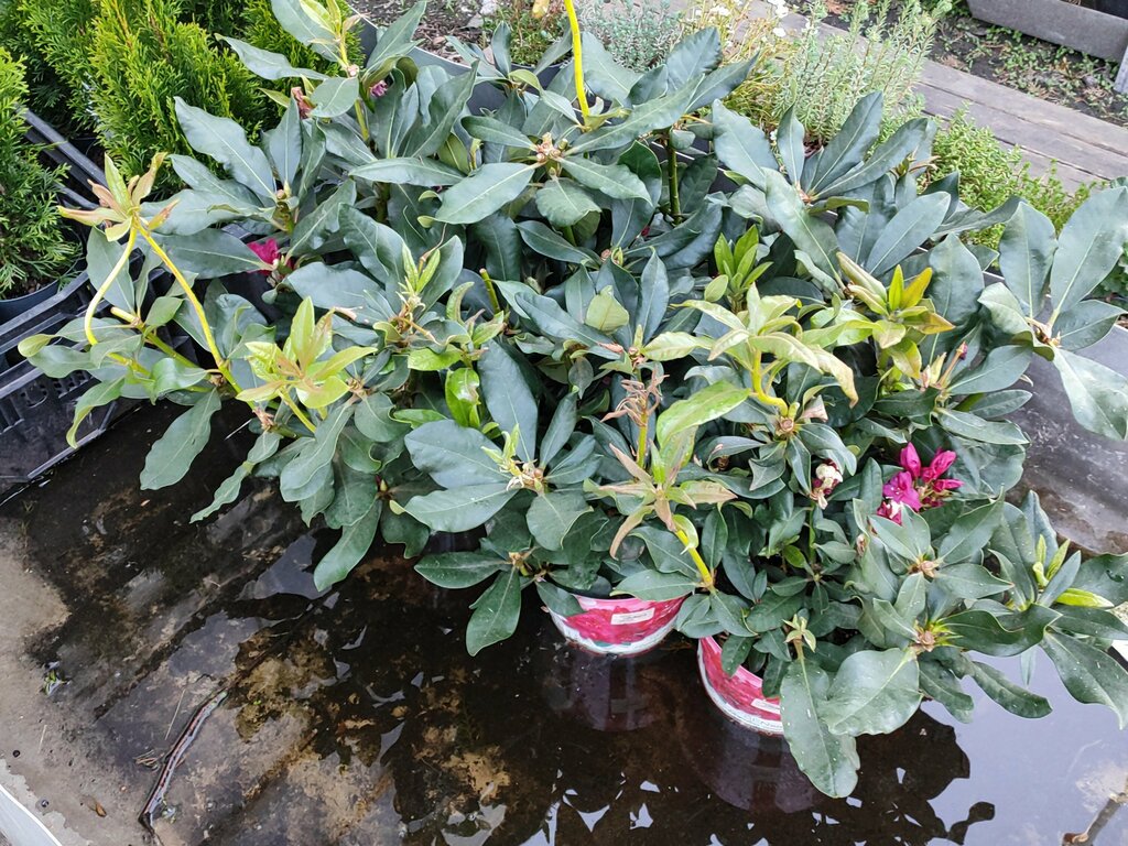 i̇ç dekorasyon ürünleri Centr floristiki Azalia Decor, Moskova, foto