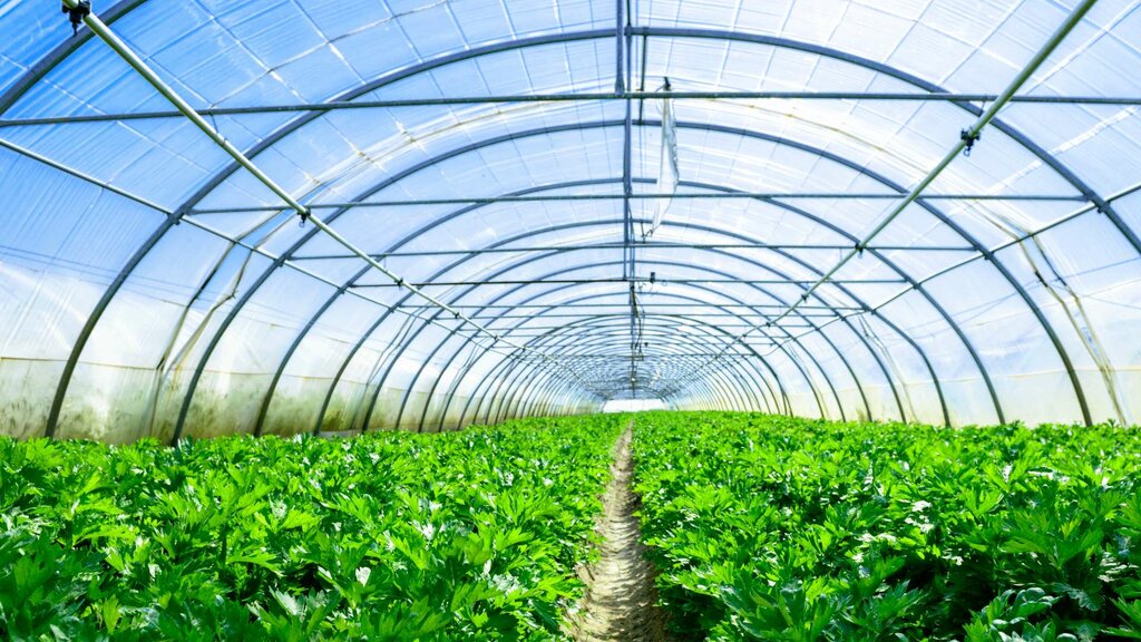 Tarım firmaları Green 2000, Lusaka, foto