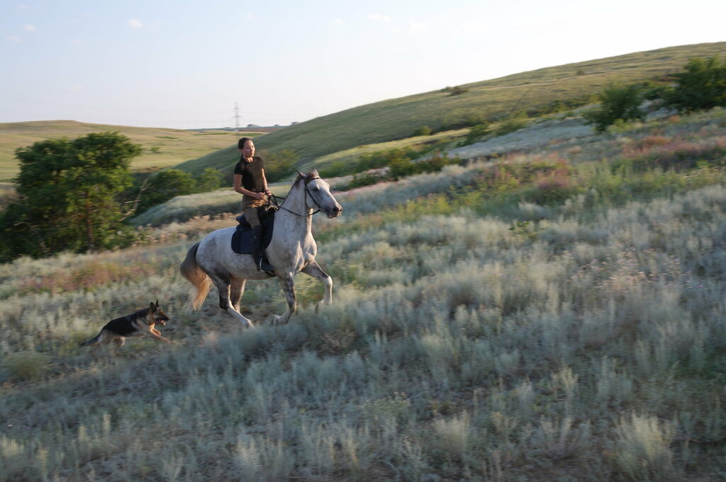 At ve binicilik kulüpleri Saadak Bogdanov Tribe. Kassai Horseback Archery School Russia, Volgogradskaya oblastı, foto