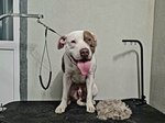 B. Groomer (Baki Urmanche Street No:11к3), evcil hayvan kuaförleri  Kazan'dan