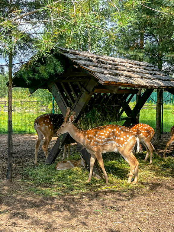 Kamp alanları Глэмпинг New Style Park, Kirov, foto