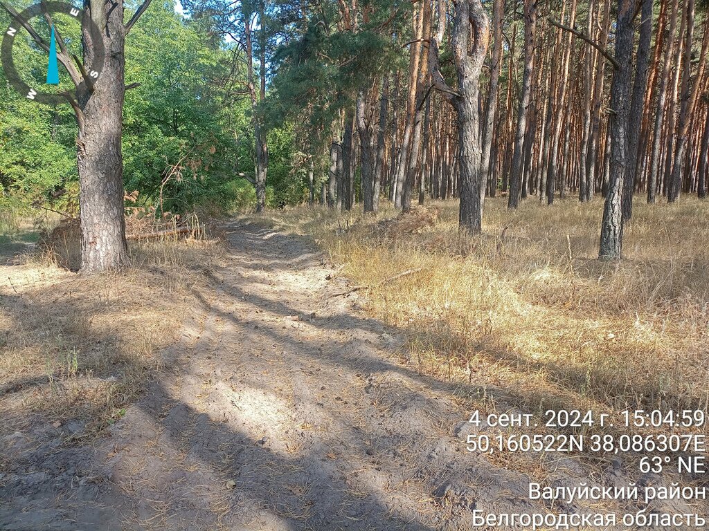 Orman Гусиный лес, Belgorodskaya oblastı, foto