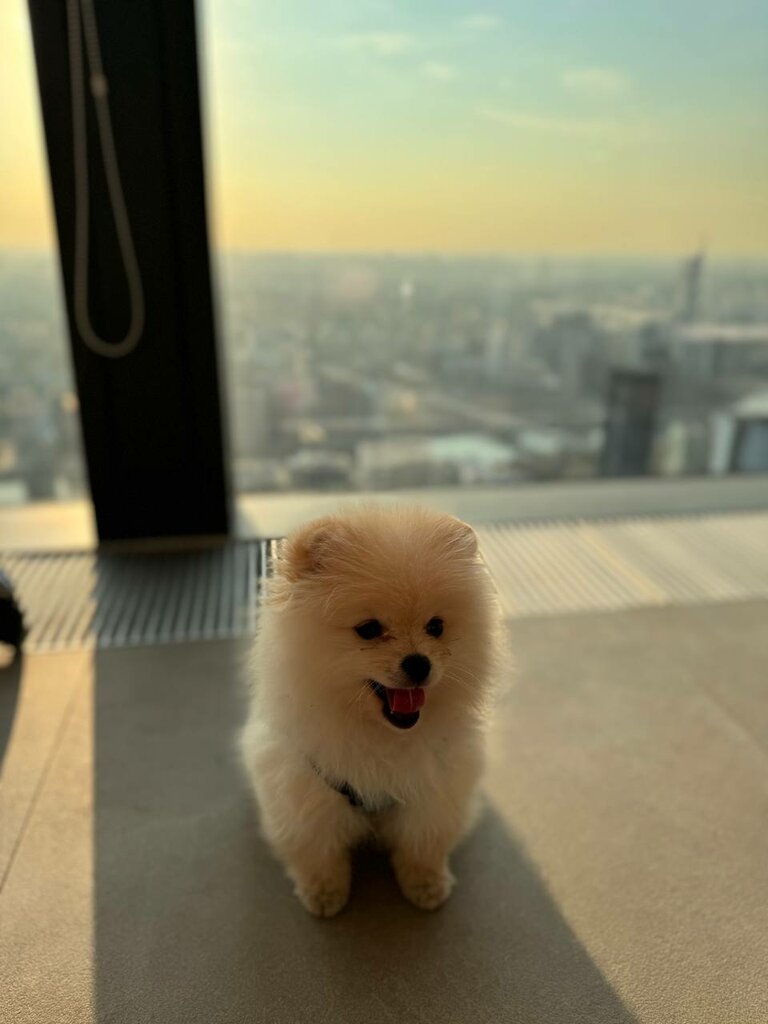 Evcil hayvan kuaförleri PetsBar Labo de Beauty, Moskova, foto