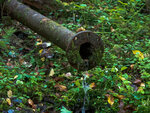 Spring, stream (Moscow Region, Sergiyevo-Posadskiy Urban District), pınar, çay  Moskova ve Moskovskaya oblastından
