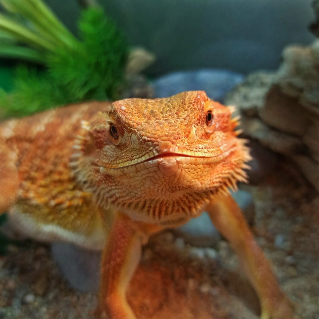 Petshop Всем Хвост, Novosibirskaya oblastı, foto
