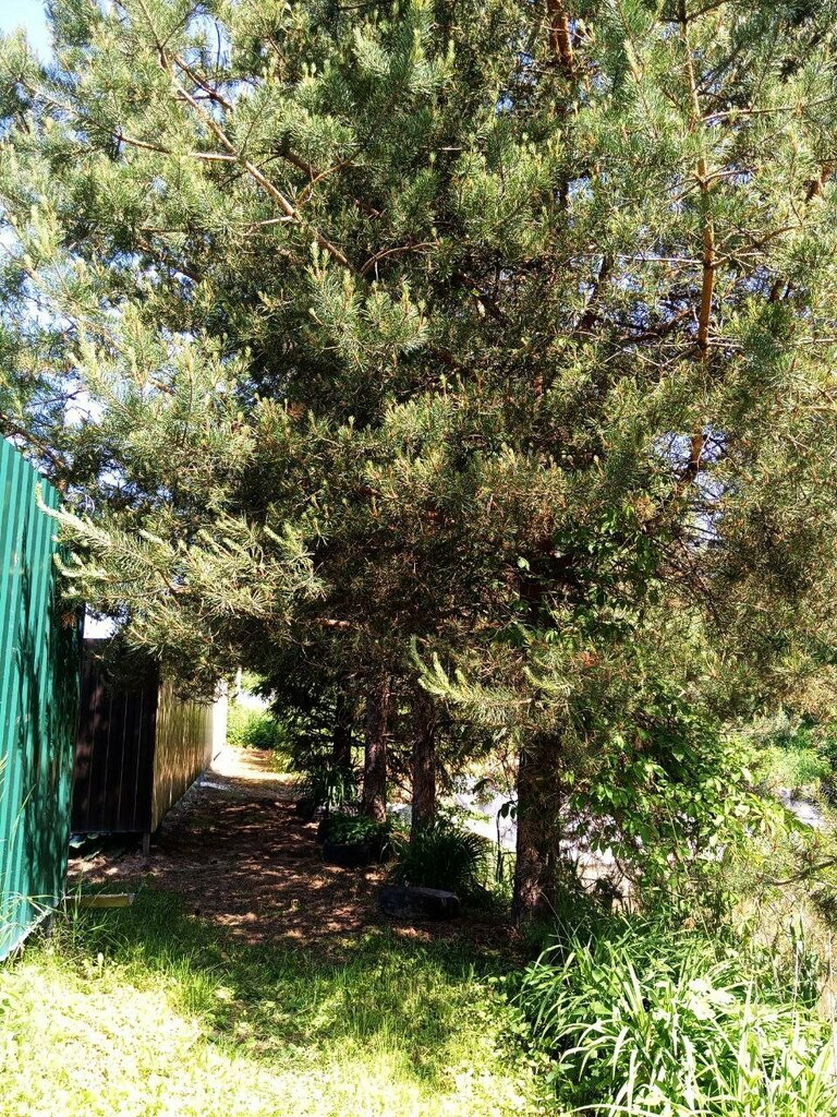 Bahçecilik dernekleri ve kuruluşları СНТ Самарино, Vladimirskaya oblastı, foto