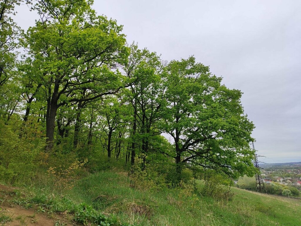 Orman урочище Чёрная Поляна, Belgorodskaya oblastı, foto