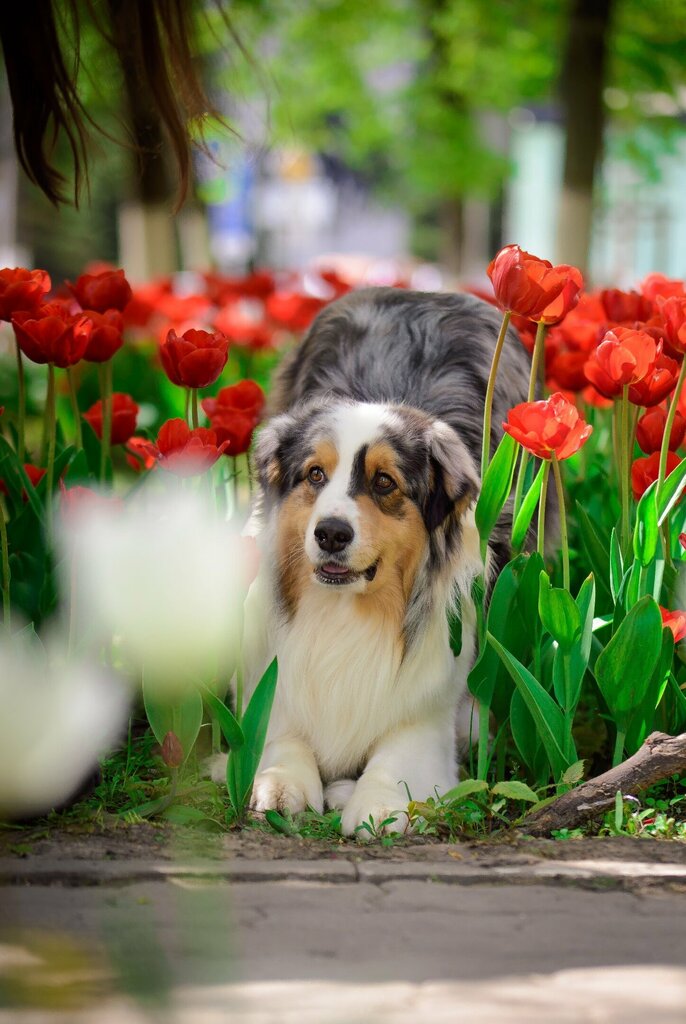 Evcil hayvan kuaförleri Modny pyosik, Belgorod, foto