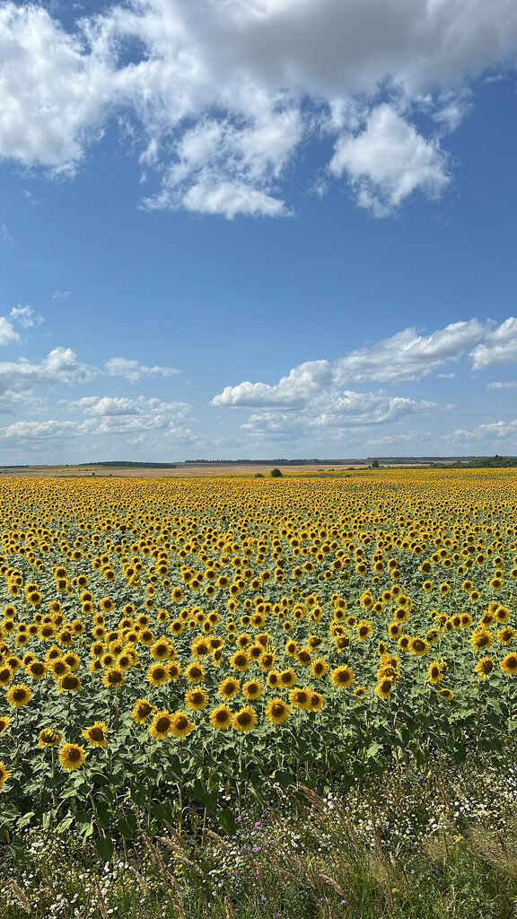 Sanayi kuruluşu Колос 2012, Penzenskaya oblastı, foto