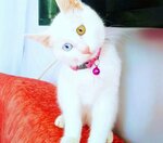 Özsoy Pet Shop (Hatay, İskenderun, Kurtuluş Mah., 82. Sok.), petshop  İskenderun'dan