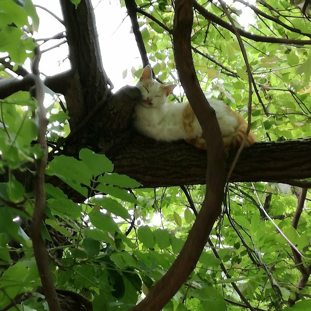 Piknik alanı Karaçay Aile Piknik Alanı, Osmaniye, foto