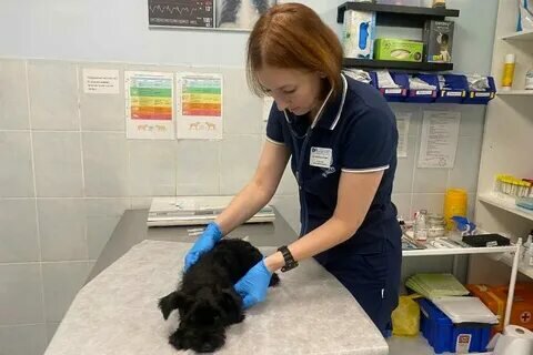 Hayvanlar için cenaze hizmetleri Flora, İvanteyevka, foto