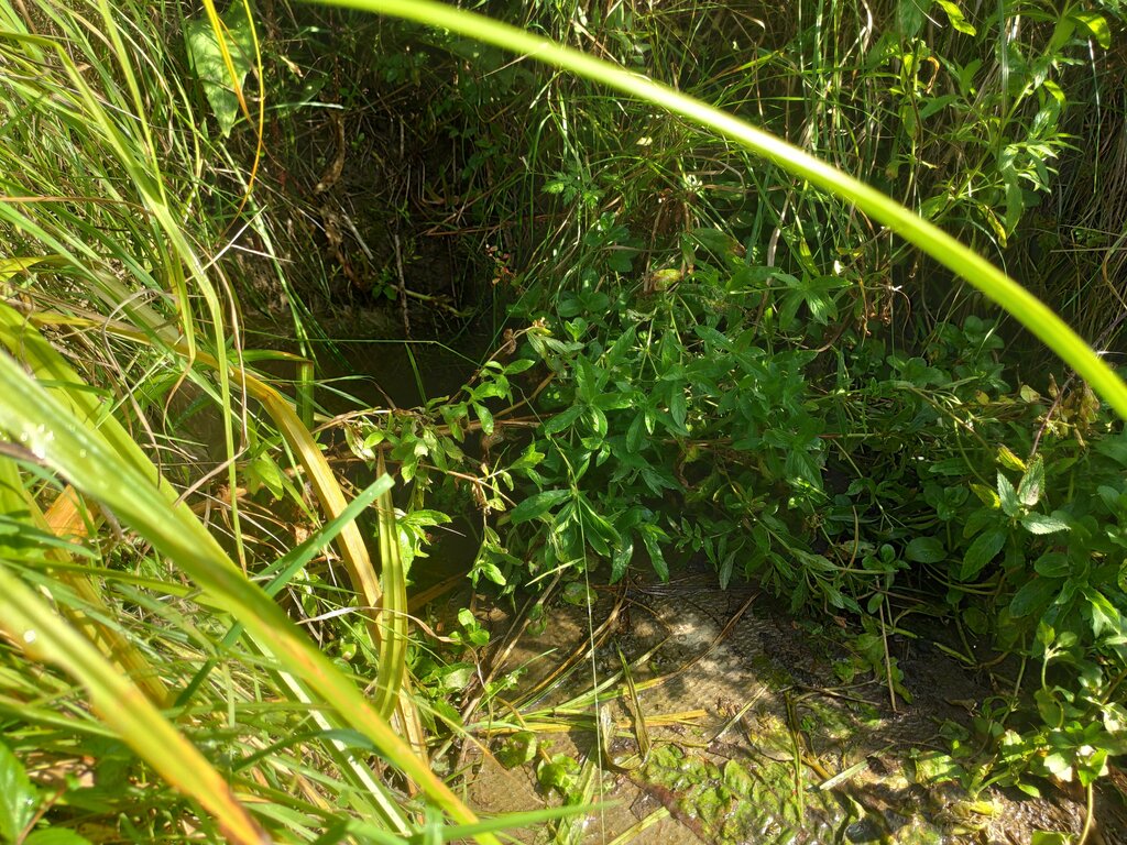 Pınar, çay Spring, stream, Moskova, foto