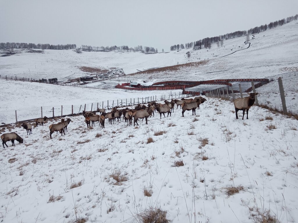 Hayvancılık Антарес, Altayski krayı, foto