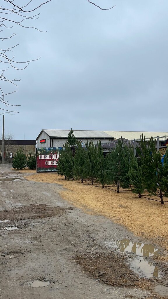 Çam ağacı pazarı New Year's pines, Saki (Sak), foto