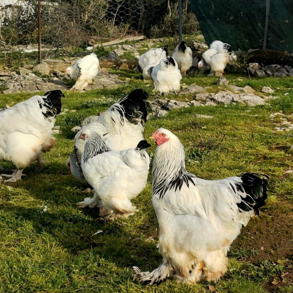 Hayvancılık Operacı Çiftliği, Şile, foto