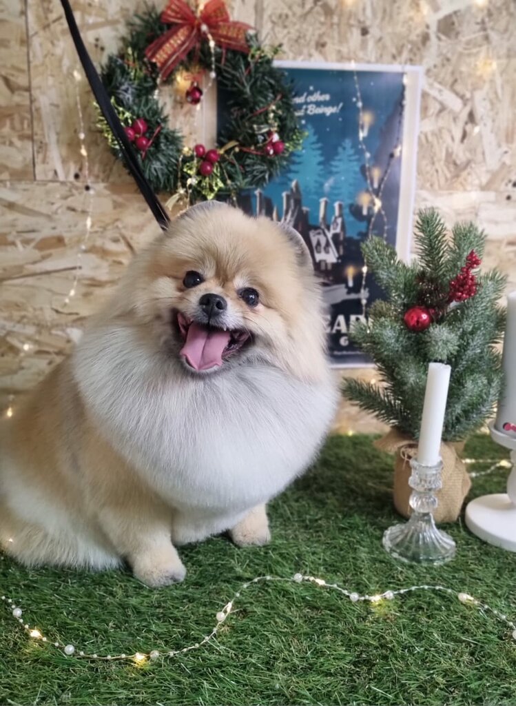 Pet otel Территория пушистых, Labytnangi, foto