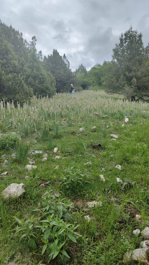 Dağ zirvesi Гора Койназ-Барбаш 812 метров, Kırım Cumhuriyeti, foto