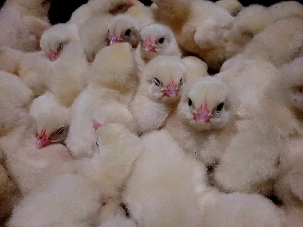 Kanatlı hayvan ürünleri ve yumurta Курочка Бектышская, Çeliabinskaya oblastı, foto