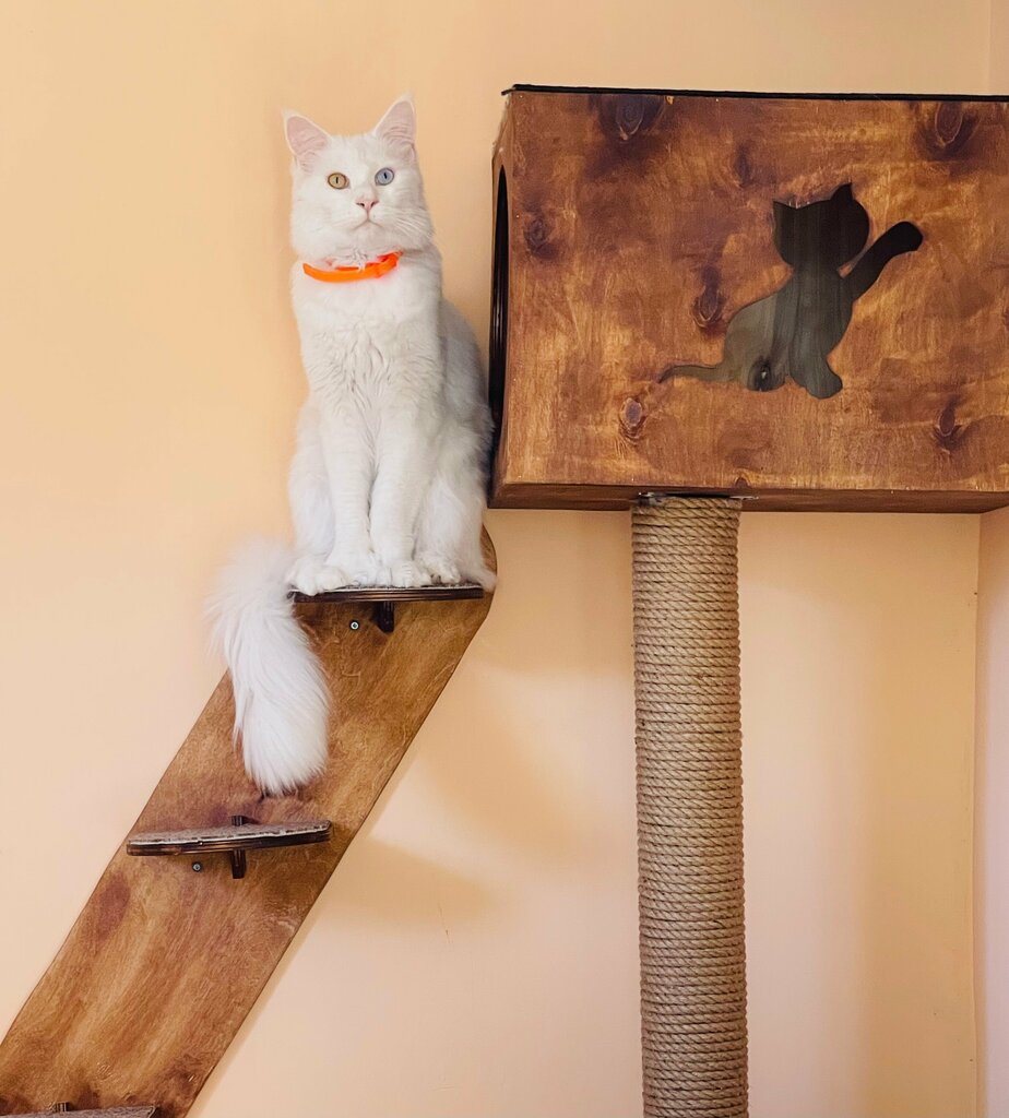 Pet otel Как дома, Soçi, foto