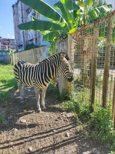 Zoo (Autonomous Republic of Adjara, Batumi, Rustaveli District), hayvanat bahçeleri  Batum'dan