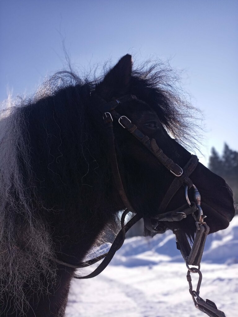 At ve binicilik kulüpleri Конный клуб Радуга, Permski krayı, foto