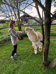 Mini Zoo Dream (No:14А, selo Kvashyonki), hayvanat bahçeleri  Moskova ve Moskovskaya oblastından