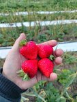 Shining Center for Natural Farming (Aktobe, EKO baý-baqsha ujymy), çiçekçiler  Aktöbe'den