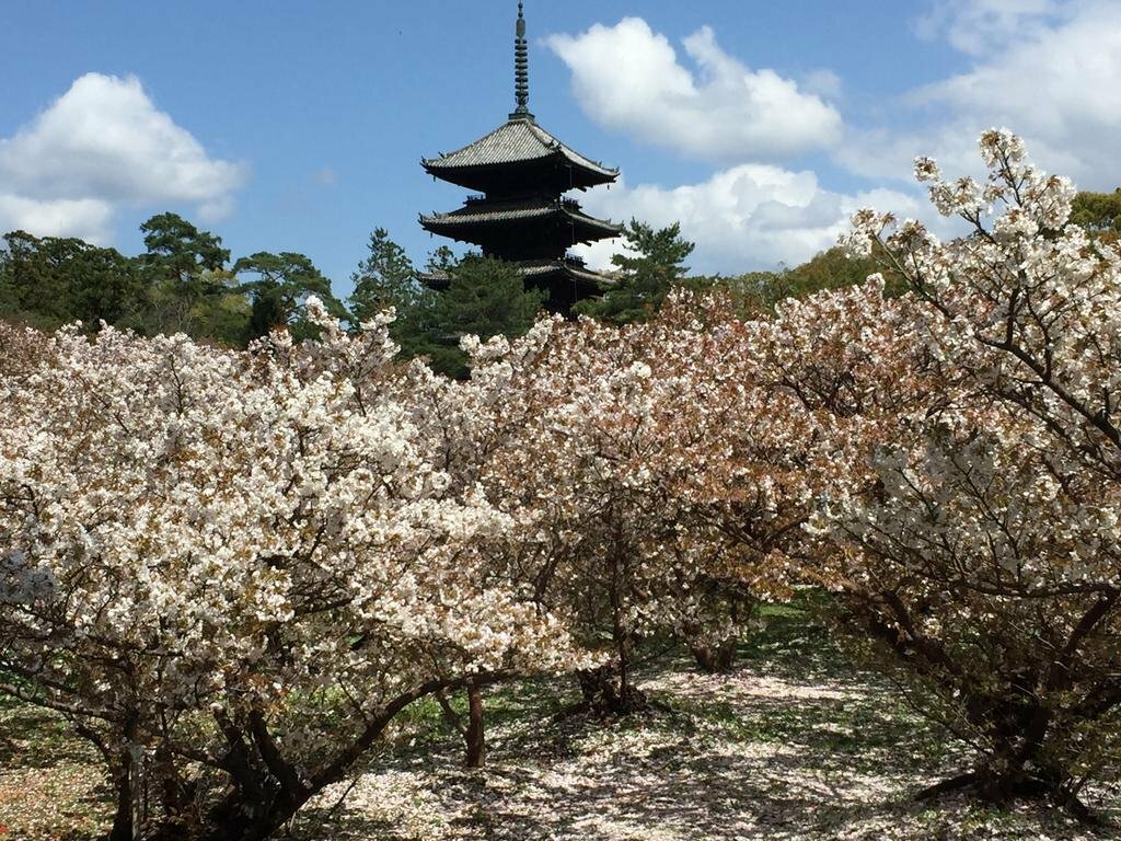 Otel Gion No Yado, Kyoto, foto