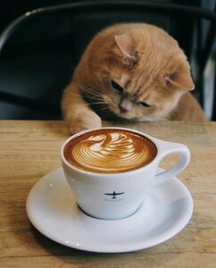 Meow Coffee (Krasnogvardeyskaya Street No:19), kahve dükkanları  Safonovo'dan