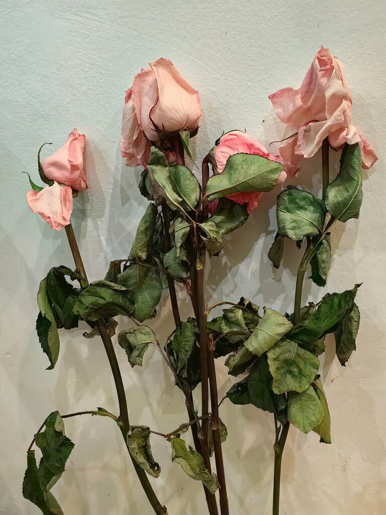 Çiçekçiler Amore-fiore, Sibay, foto